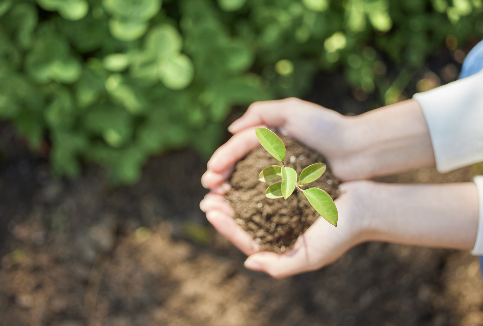 Water Resource Management and Ecosystem Restoration: The Sustainable ...